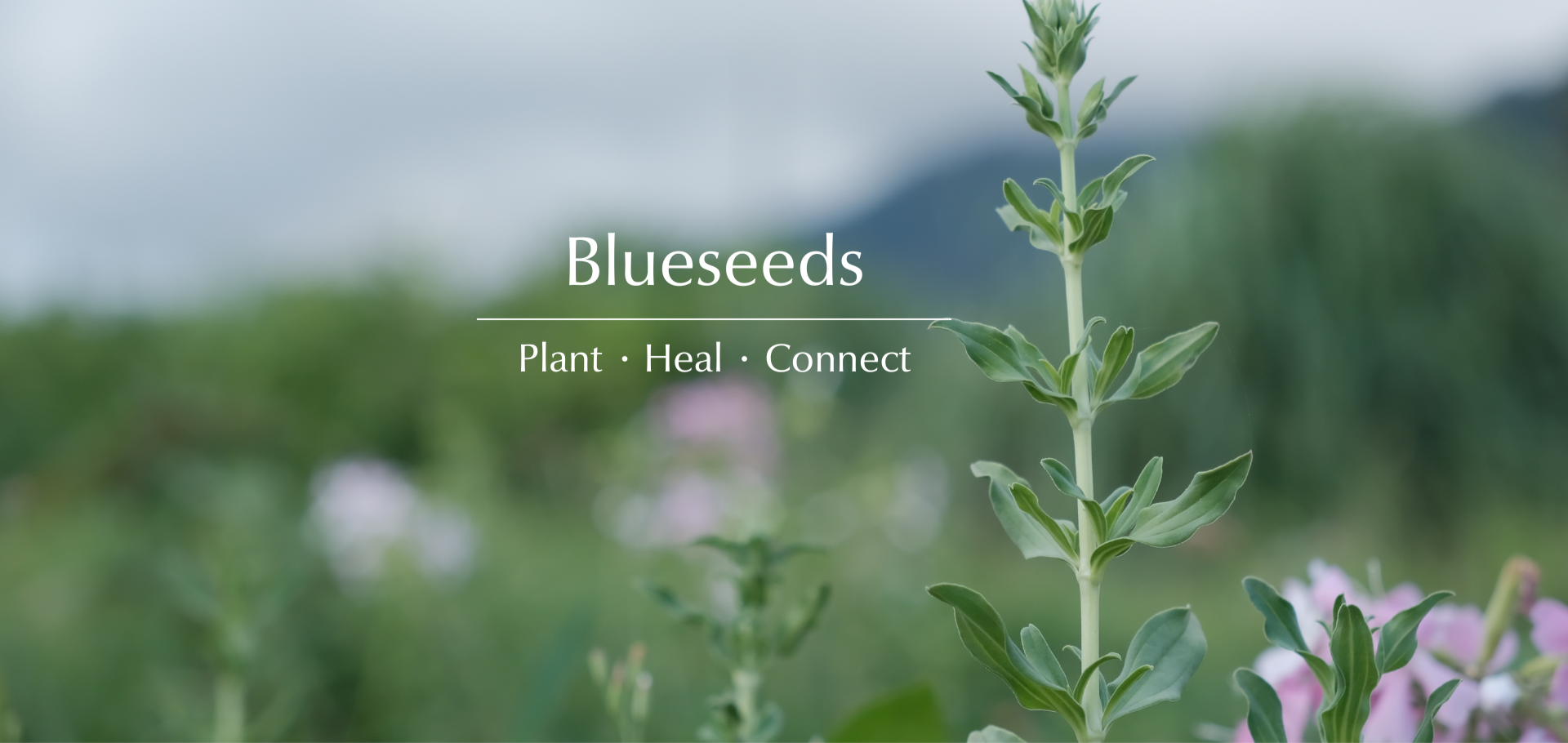 Blueseeds - Your Best ESG Partner – Blueseeds 芙彤園