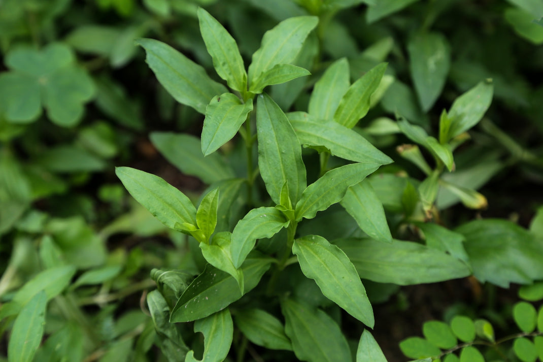 Blueseeds - Your Best ESG Partner – Blueseeds 芙彤園